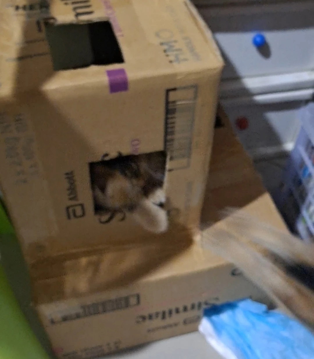 Kitten battle 3145 | Official Bread Group Wiki! Wiki | Fandom