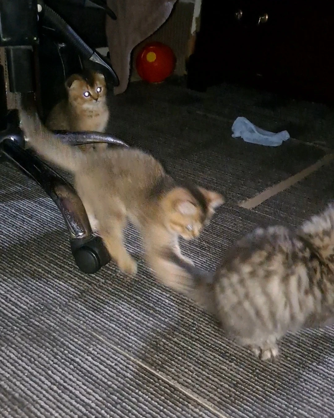 Kitten Battle 3147 | Official Bread Group Wiki! Wiki | Fandom