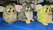 Bear Furby | Official Furby Wiki | Fandom