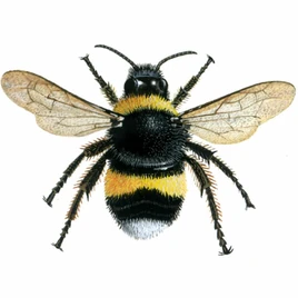 Bumblebee | Official Munchzilla Wiki | Fandom
