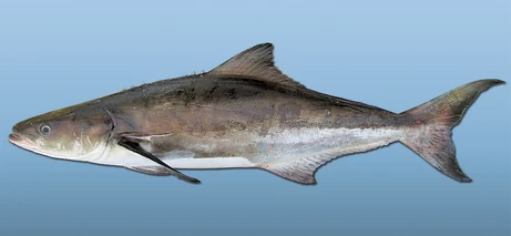 Cobia | Official Roblox Jimmys House Wiki | Fandom