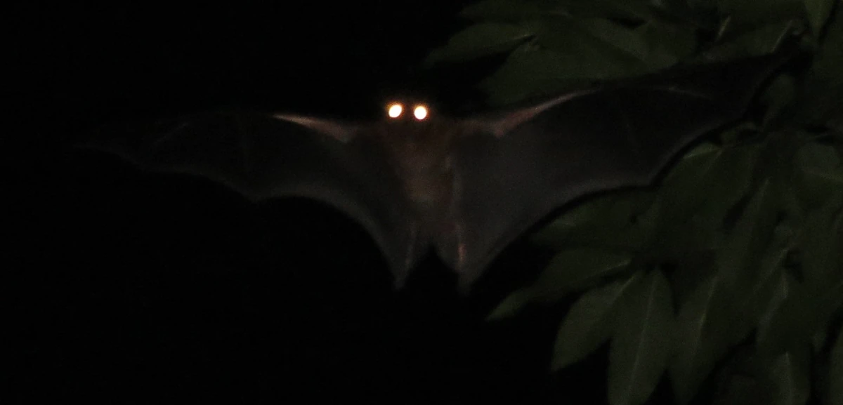 Lev | Official Sandsverse Wiki | Fandom