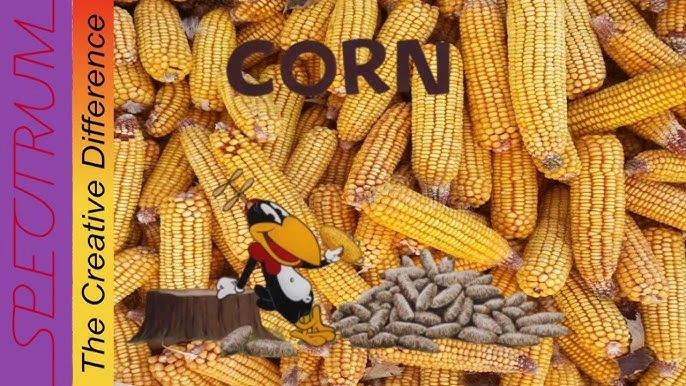 Beanie-Capped Crow Signs Up for CornHub | Official YouTube Poop Wiki | Fandom