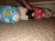 ZhuZhu Pets | Official ZhuZhu Pets Wiki | Fandom