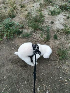 Bimbus | OfflineTVandFriends Wiki | Fandom