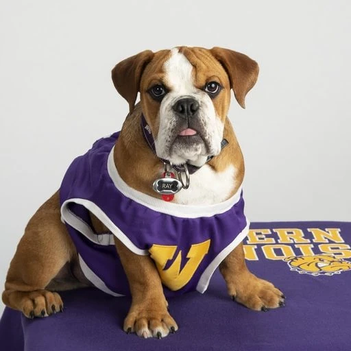 Colonel Rock | Ohio Valley Conference Wiki | Fandom