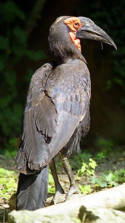 Grand calao terrestre | Wiki Oiseaux du monde | Fandom