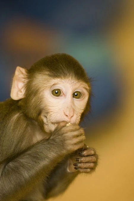 Piette | Okbuddysenate Wiki | Fandom