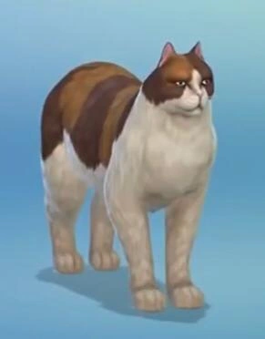 Goof cat | 🆗 Wiki | Fandom