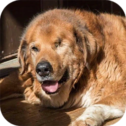 Ron | Old Friends Dog Game Wiki | Fandom
