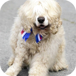 Mack | Old Friends Dog Game Wiki | Fandom