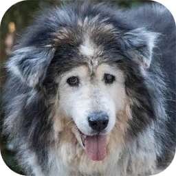 Leo | Old Friends Dog Game Wiki | Fandom