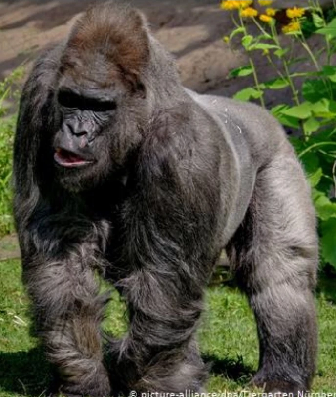 Fritz | Oldest Animals Wiki | Fandom