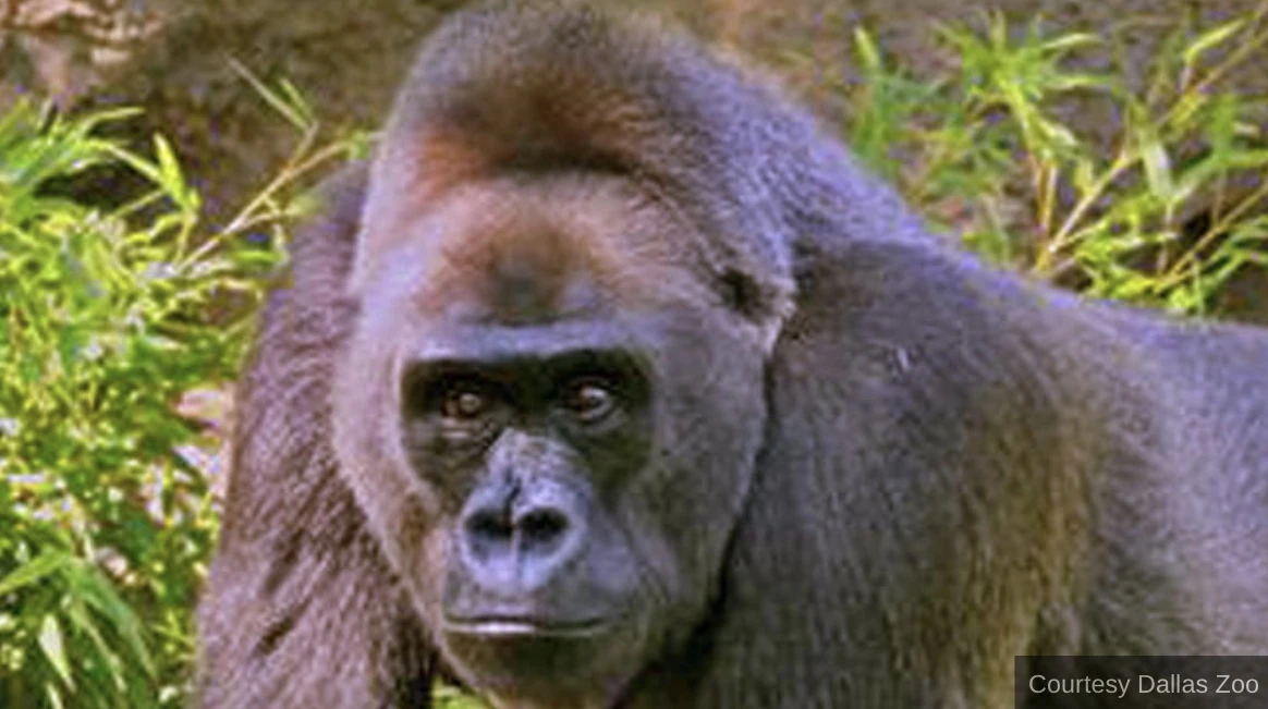 Timbo | Oldest Animals Wiki | Fandom