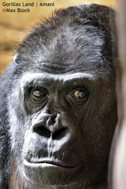 Amani | Oldest Animals Wiki | Fandom