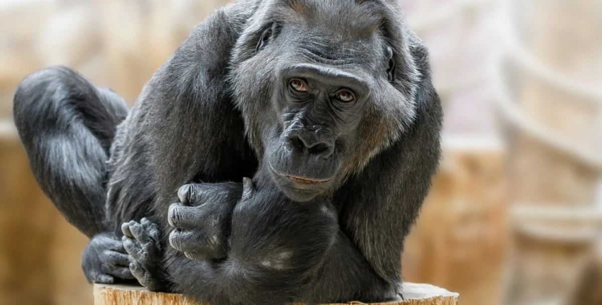 Kamba | Oldest Animals Wiki | Fandom