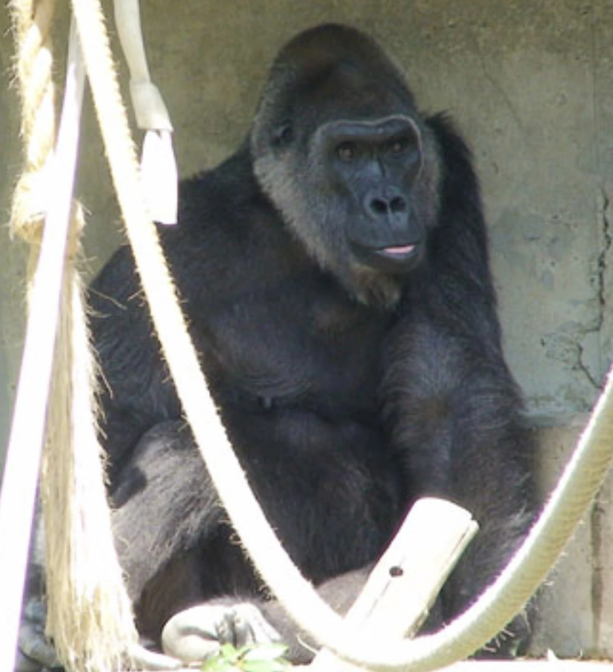 Oki | Oldest Animals Wiki | Fandom