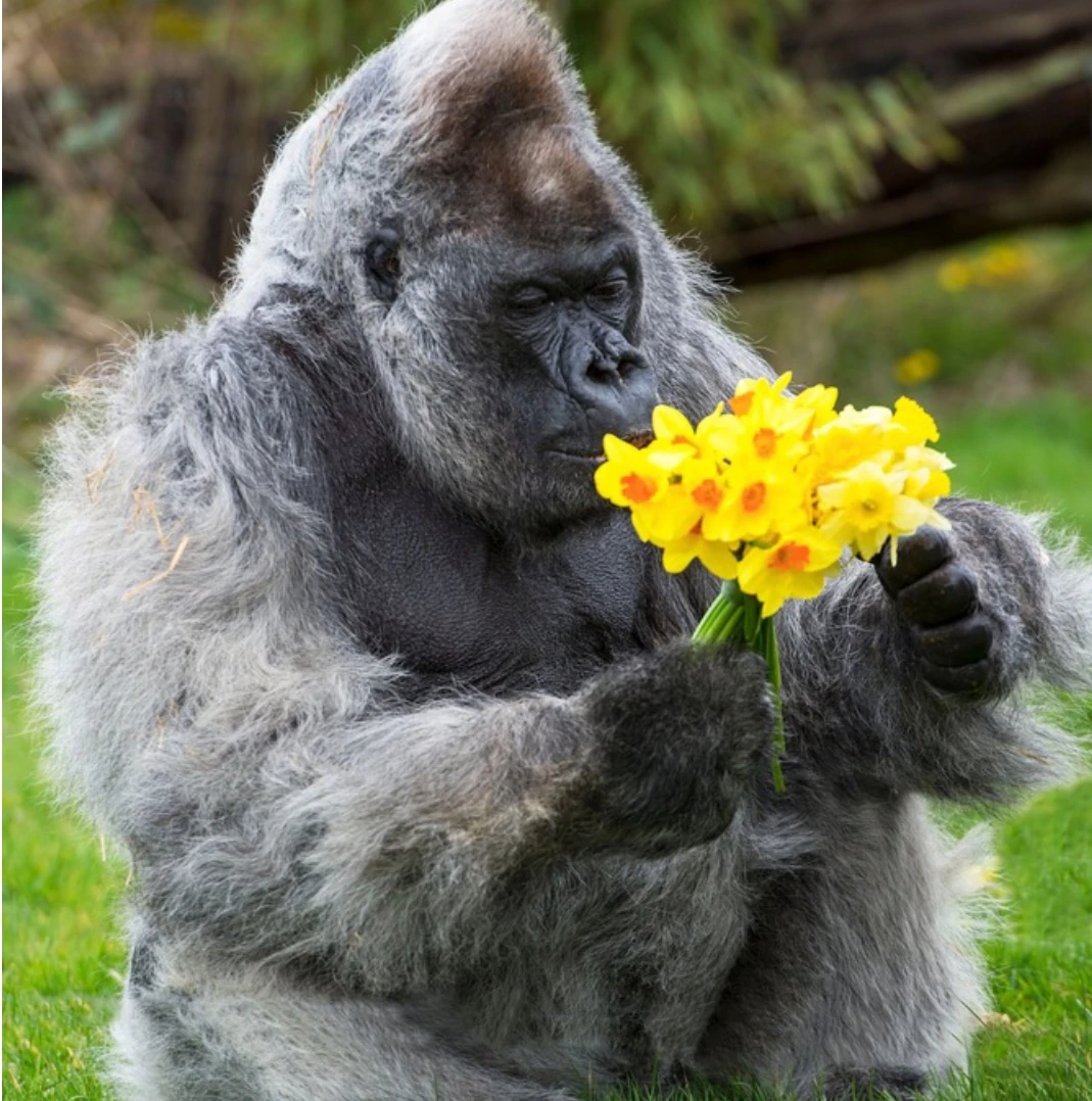 Nico | Oldest Animals Wiki | Fandom