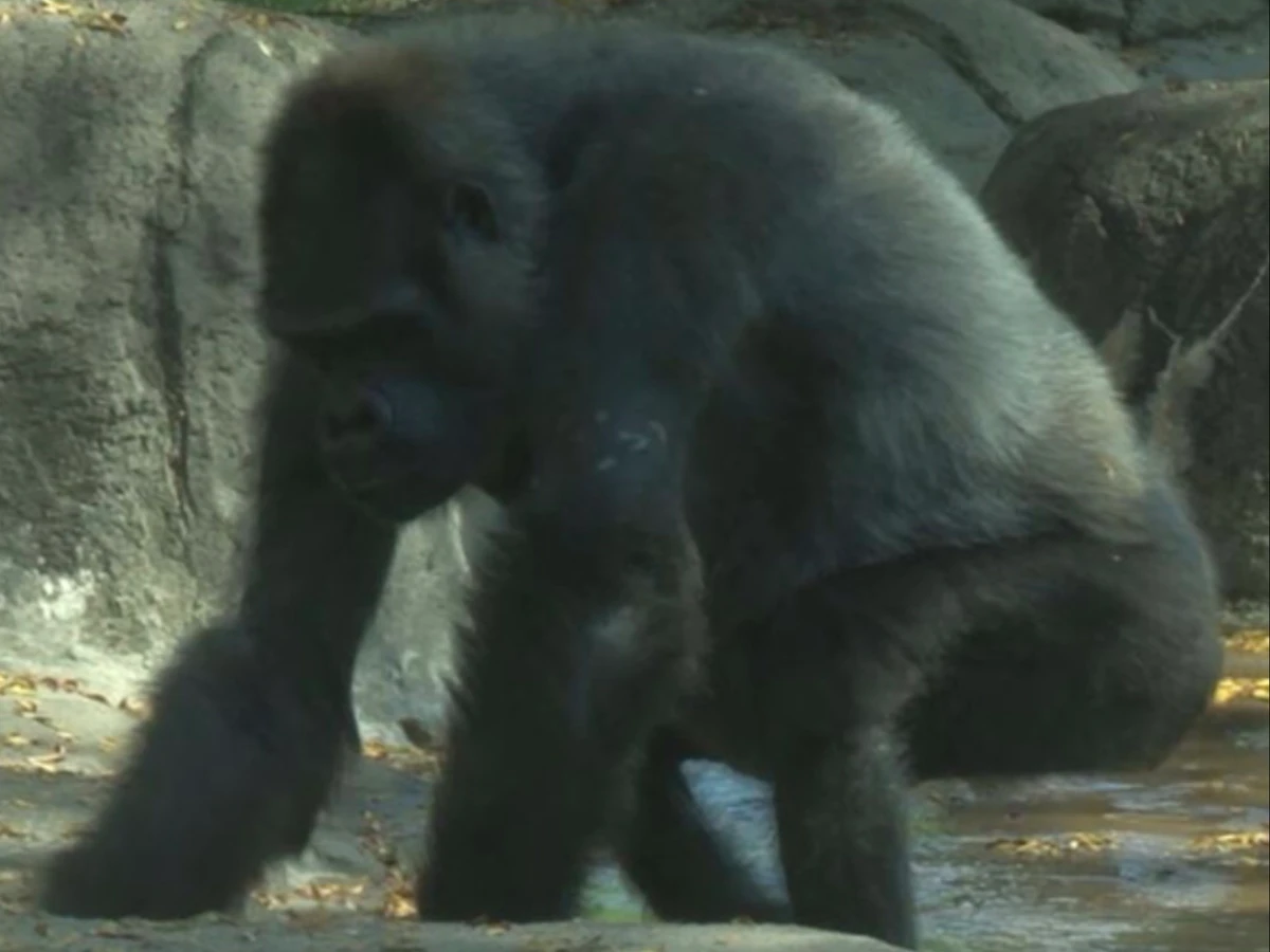 Zakula | Oldest Animals Wiki | Fandom