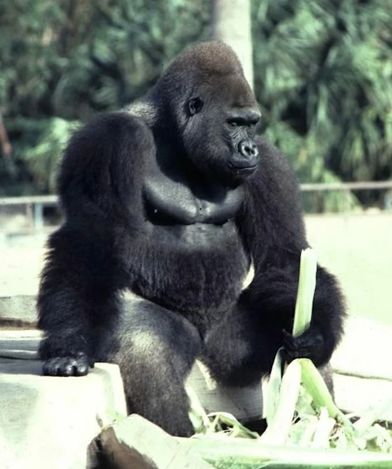 Lamydoc | Oldest Animals Wiki | Fandom