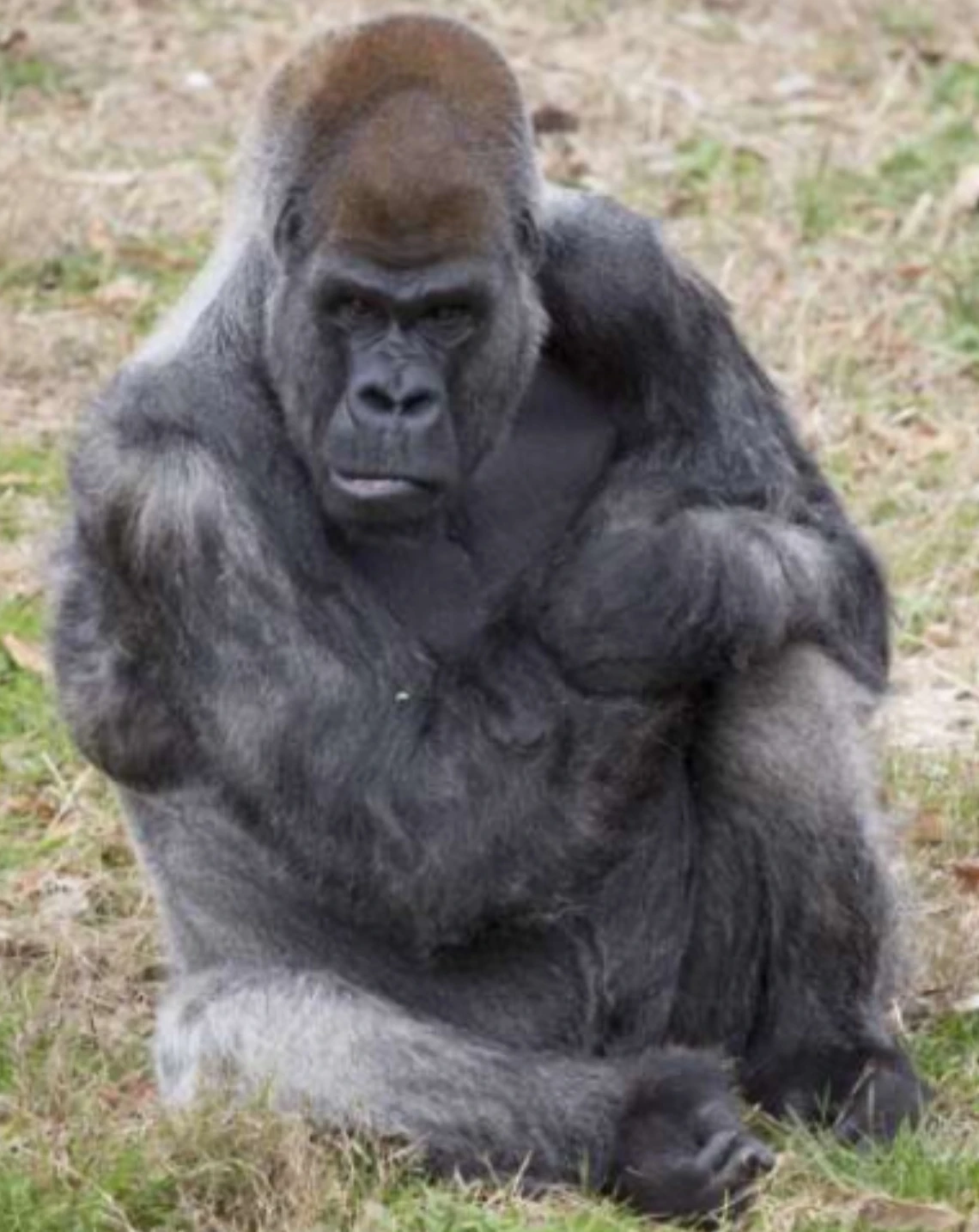 Ozoum | Oldest Animals Wiki | Fandom