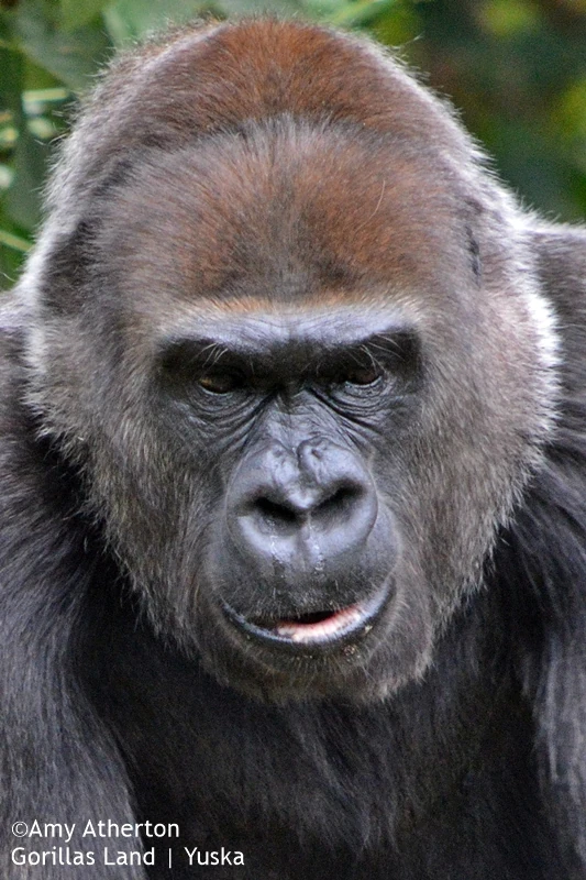 Yuska | Oldest Animals Wiki | Fandom