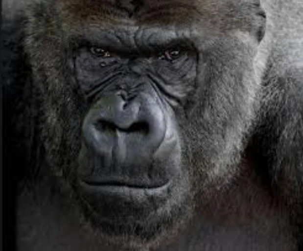 Matze | Oldest Animals Wiki | Fandom