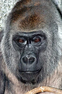 Beta | Oldest Animals Wiki | Fandom