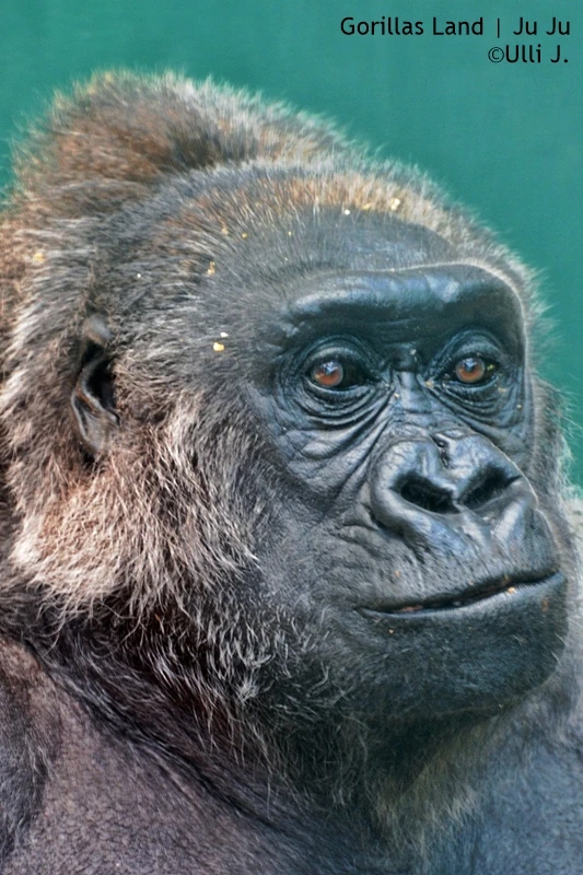 Ju Ju | Oldest Animals Wiki | Fandom