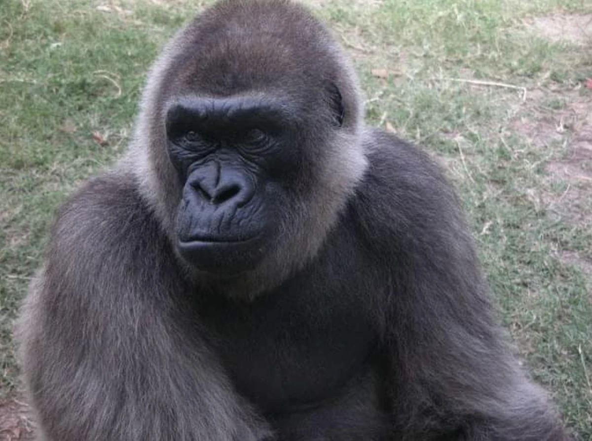 Katanga | Oldest Animals Wiki | Fandom