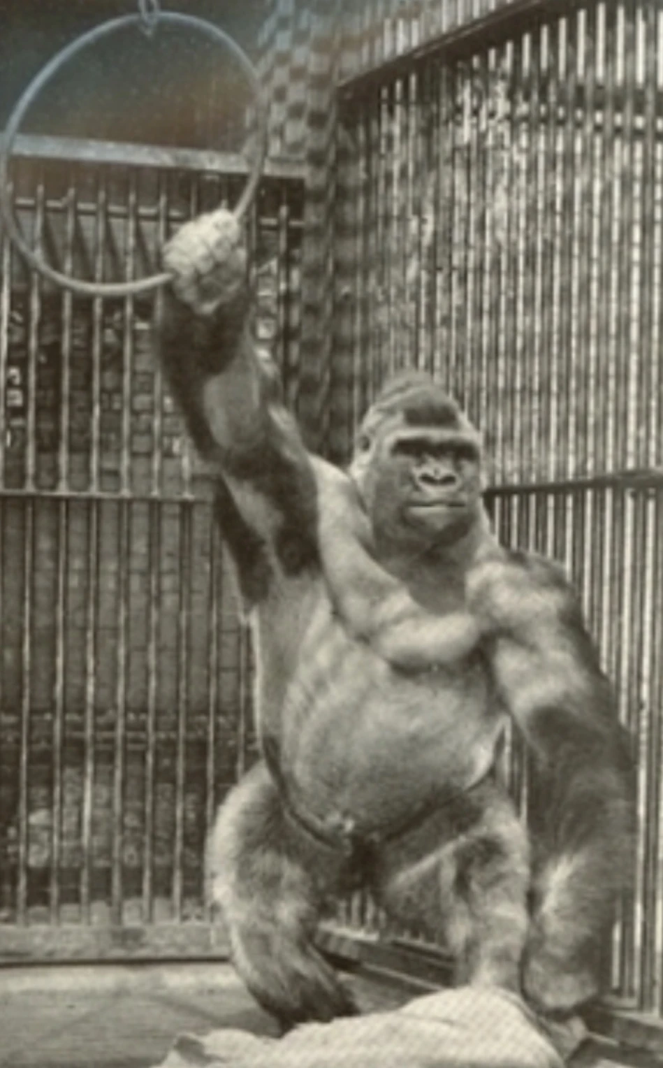 Massa | Oldest Animals Wiki | Fandom