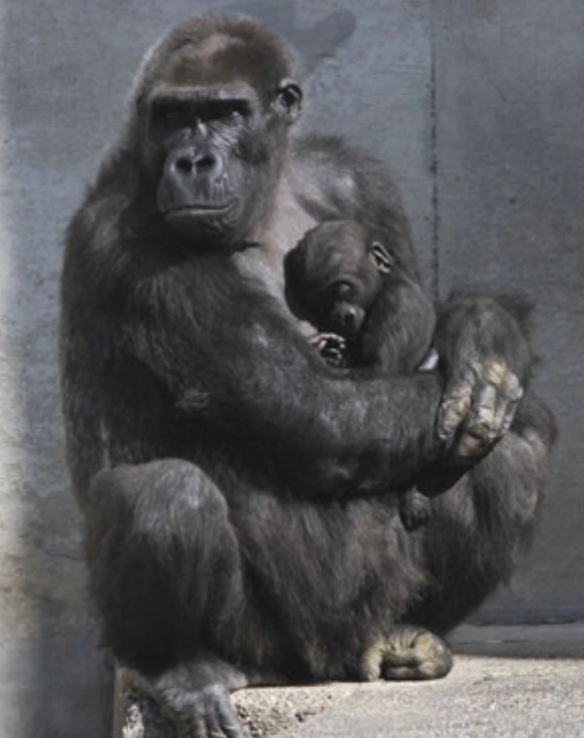 Nene | Oldest Animals Wiki | Fandom