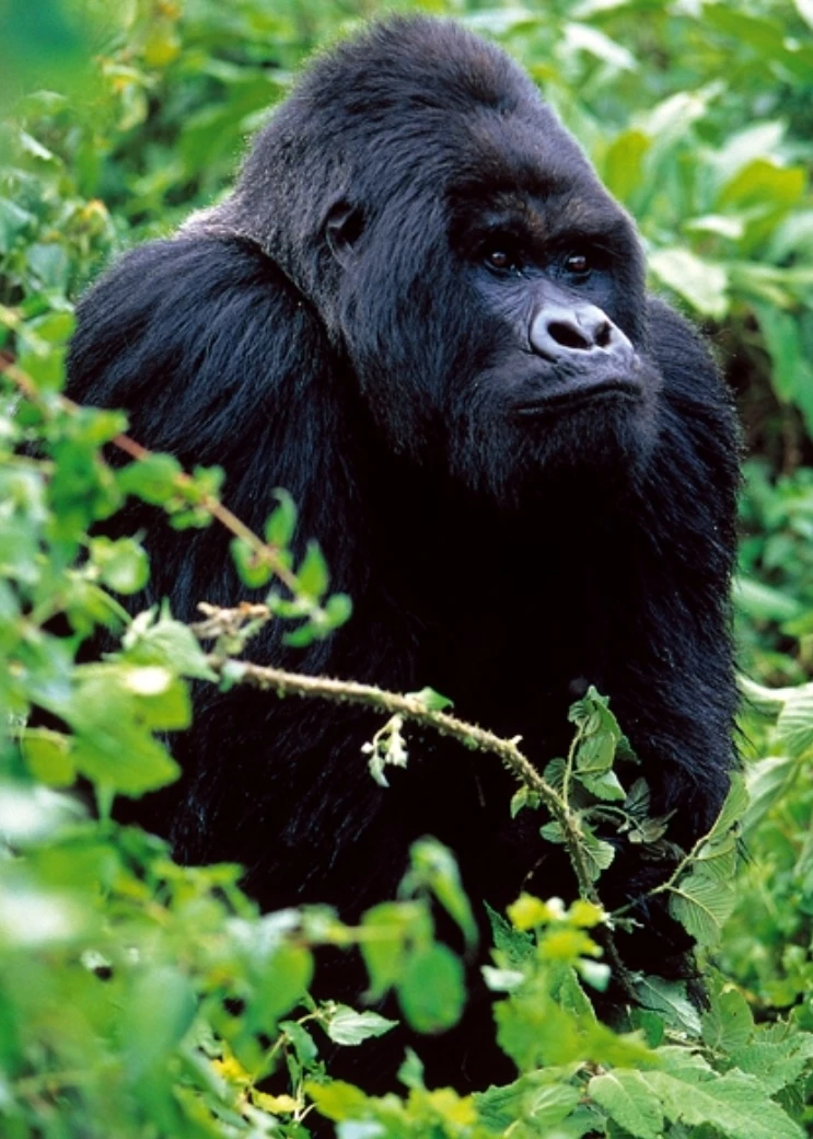 Old Bob | Oldest Animals Wiki | Fandom