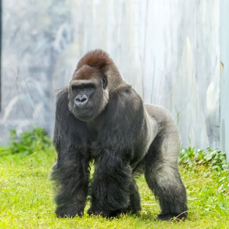 Lash | Oldest Animals Wiki | Fandom