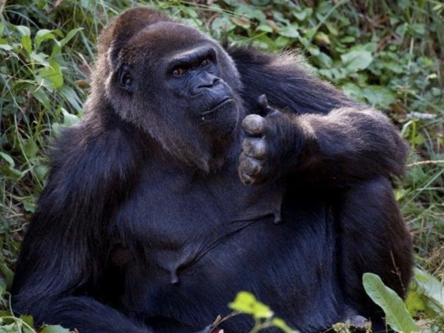 Shamba | Oldest Animals Wiki | Fandom