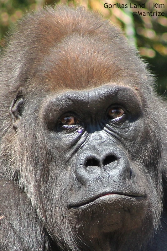 Kim | Oldest Animals Wiki | Fandom