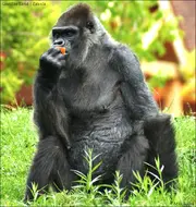 Zakula | Oldest Animals Wiki | Fandom