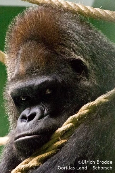 Schorsch | Oldest Animals Wiki | Fandom