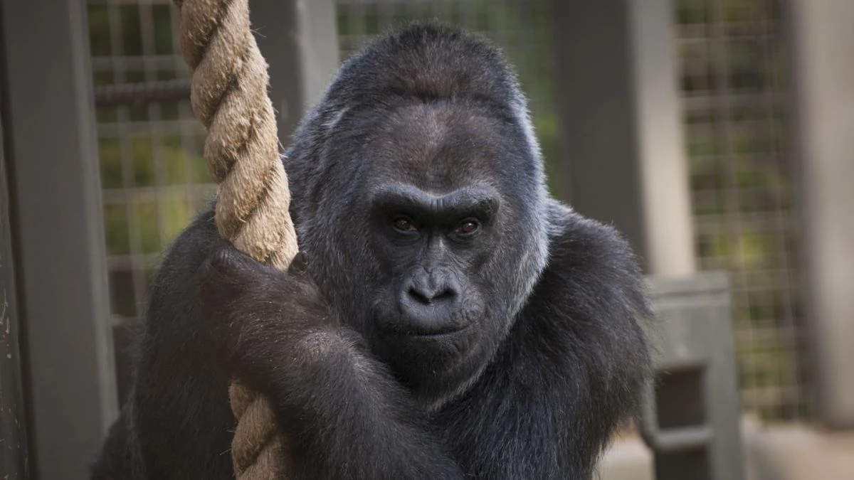 Colo | Oldest Animals Wiki | Fandom