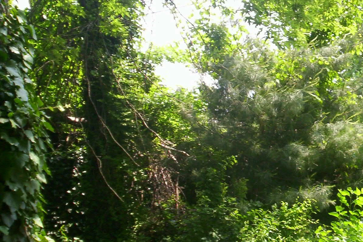 Riverdale, Oregon | Old Video Games Wiki | Fandom