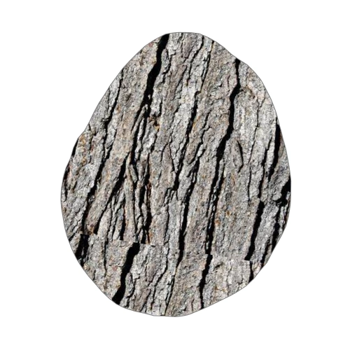 Tree Egg | Oliversoutlewis's eggs Wiki | Fandom