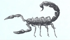 Pit Scorpion | Riordan Wiki | Fandom