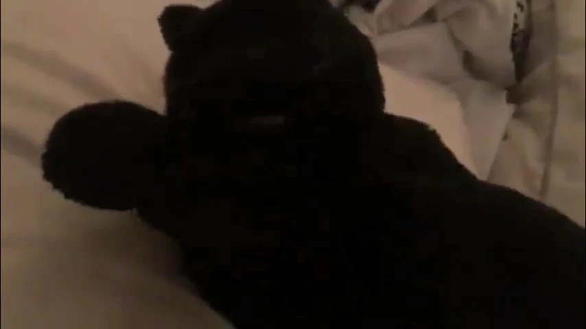 Birdie | Jack Sablich's The Omblar Show Wiki | Fandom