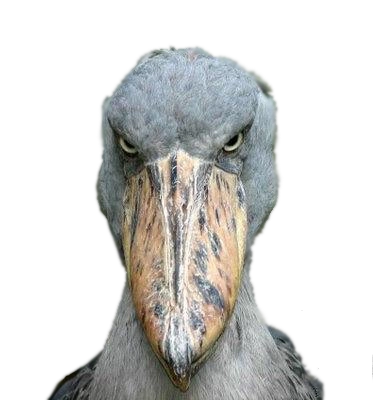 Berd | Omega Nextbots Wiki | Fandom