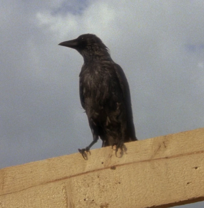 The Raven | The Omen Wiki | Fandom