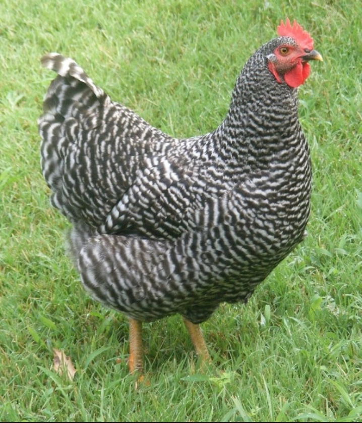 Chicken | Omnictionary Wiki | Fandom