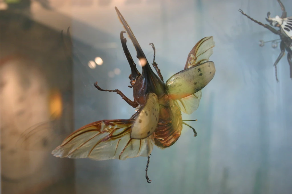 Entity 95 - "Reality Bugs" | Omniversal Battlefield Wiki | Fandom