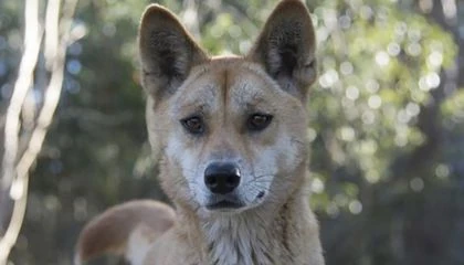 Lavendra | Omnipedia | Fandom