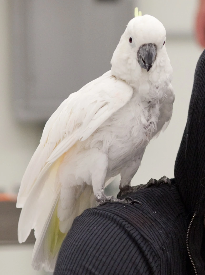 Irina (Earth-199999) | OmniverseFiction Wiki | Fandom