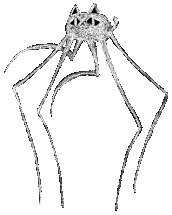 SPIDER CAT | OMORI Wiki | Fandom